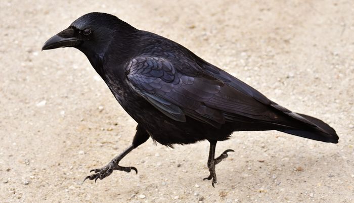 Balkan Tour Hints - The Dove and the Crow 1 - 2020